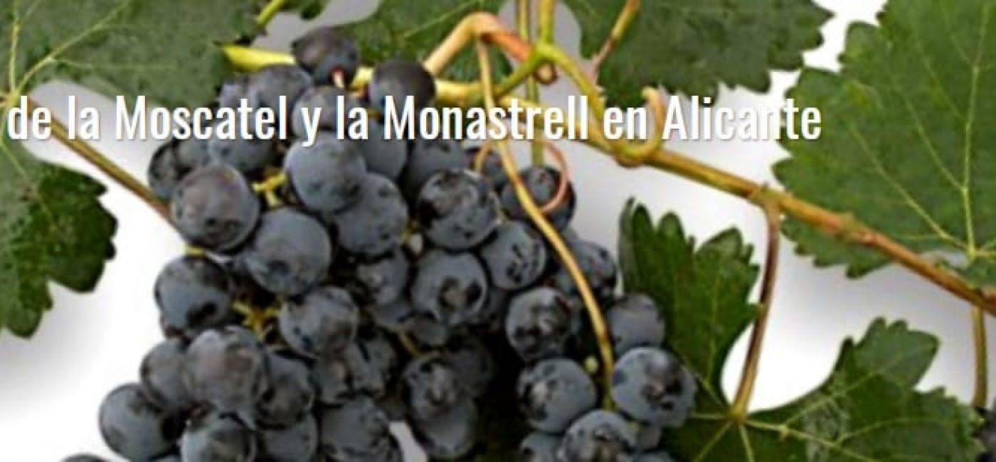 Establecen los días de la Moscatel y la Monastrell en Alicante - MCM Pinoso